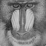 OpenCV PythoncvtColorでBayer変換するときの定数 イメージングソリューション