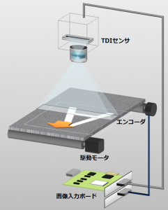 TDI(Time Delay Integration)センサカメラ | イメージングソリューション